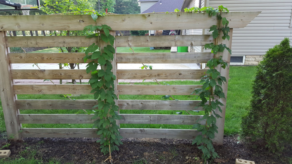 Growing Hops: Preparing for the Hopocalypse – Krepples Brew Log